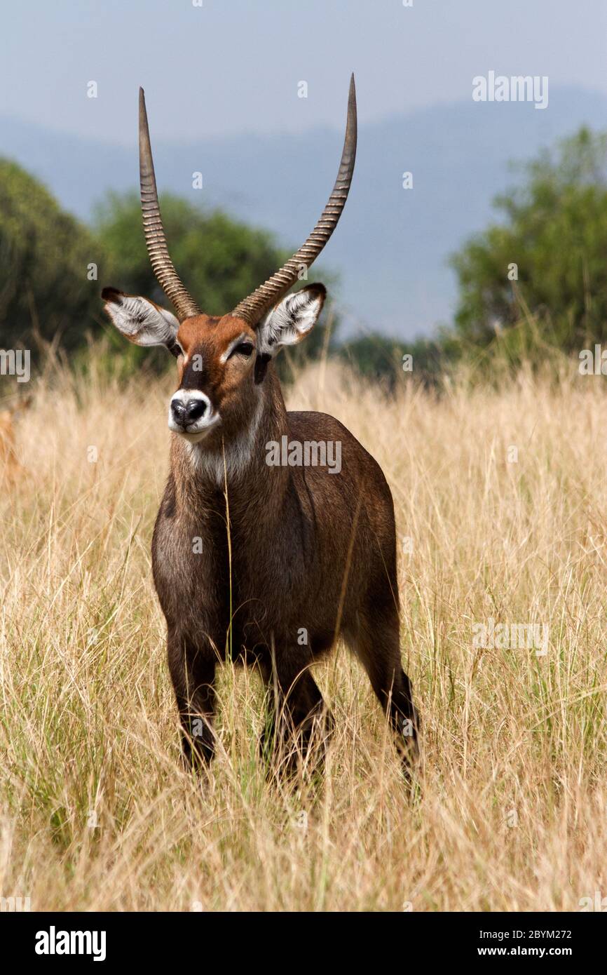 Largest of kobus species hi-res stock photography and images - Alamy