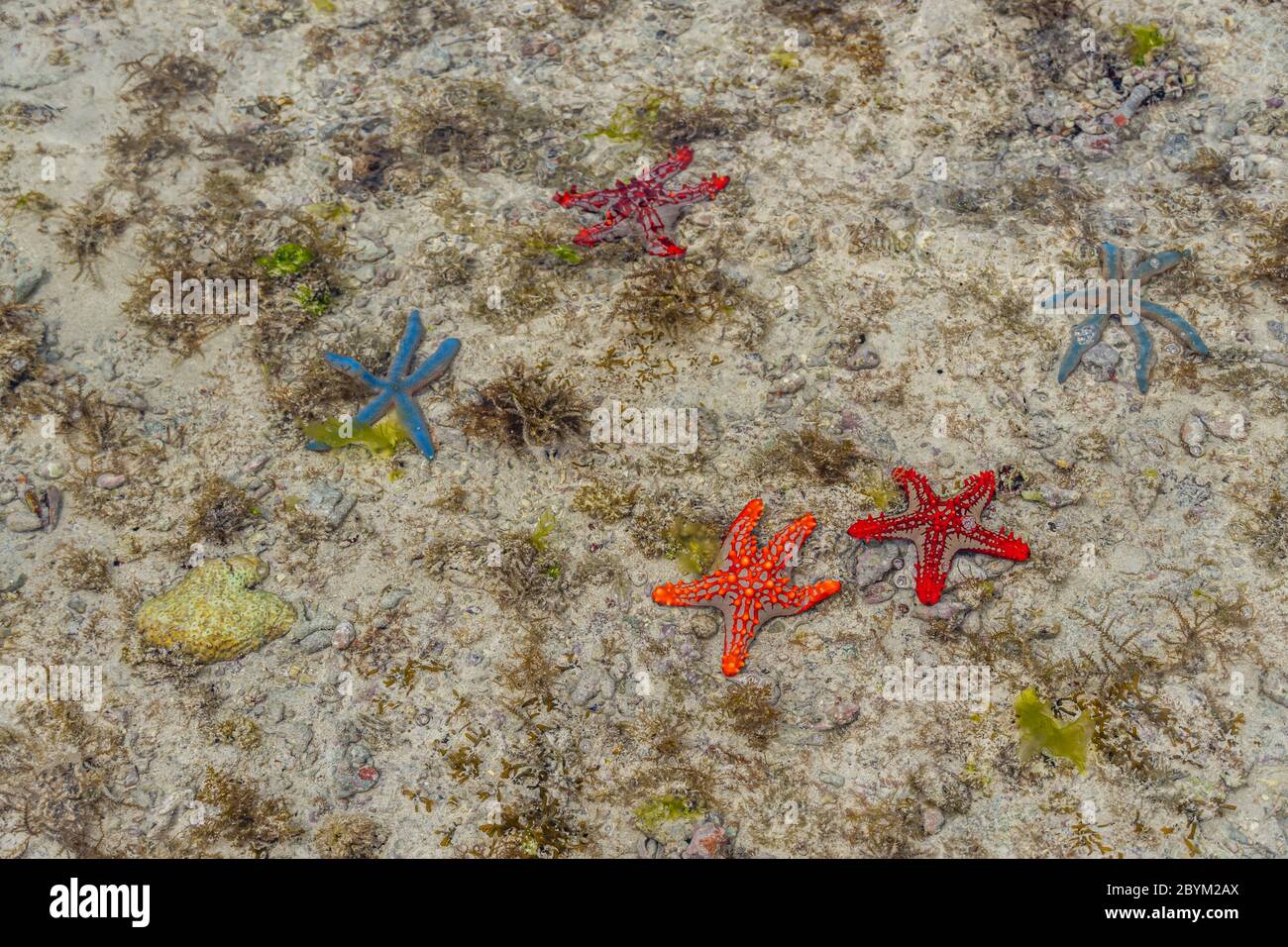 Yellow star fish hi-res stock photography and images - Alamy