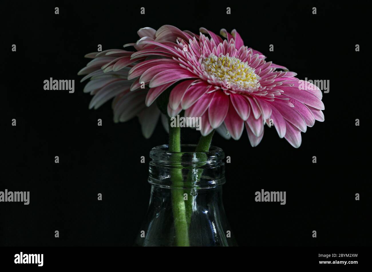 Attractive flower hi-res stock photography and images - Alamy