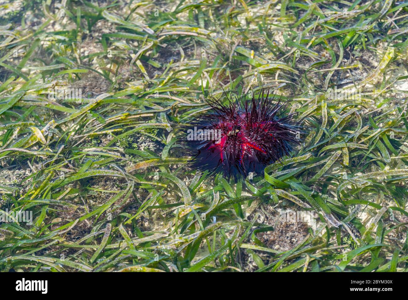 False fire sea urchin hi-res stock photography and images - Alamy
