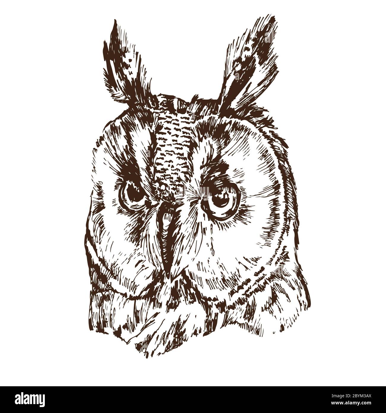 Hand drawn owl portrait, isolated on white, vector illustration Stock ...
