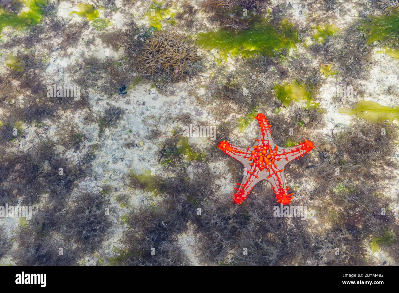 African red knob sea star hi-res stock photography and images - Alamy