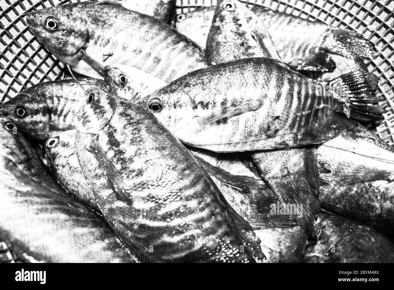 freshwater fish from nature in the countryside market of asia Stock ...