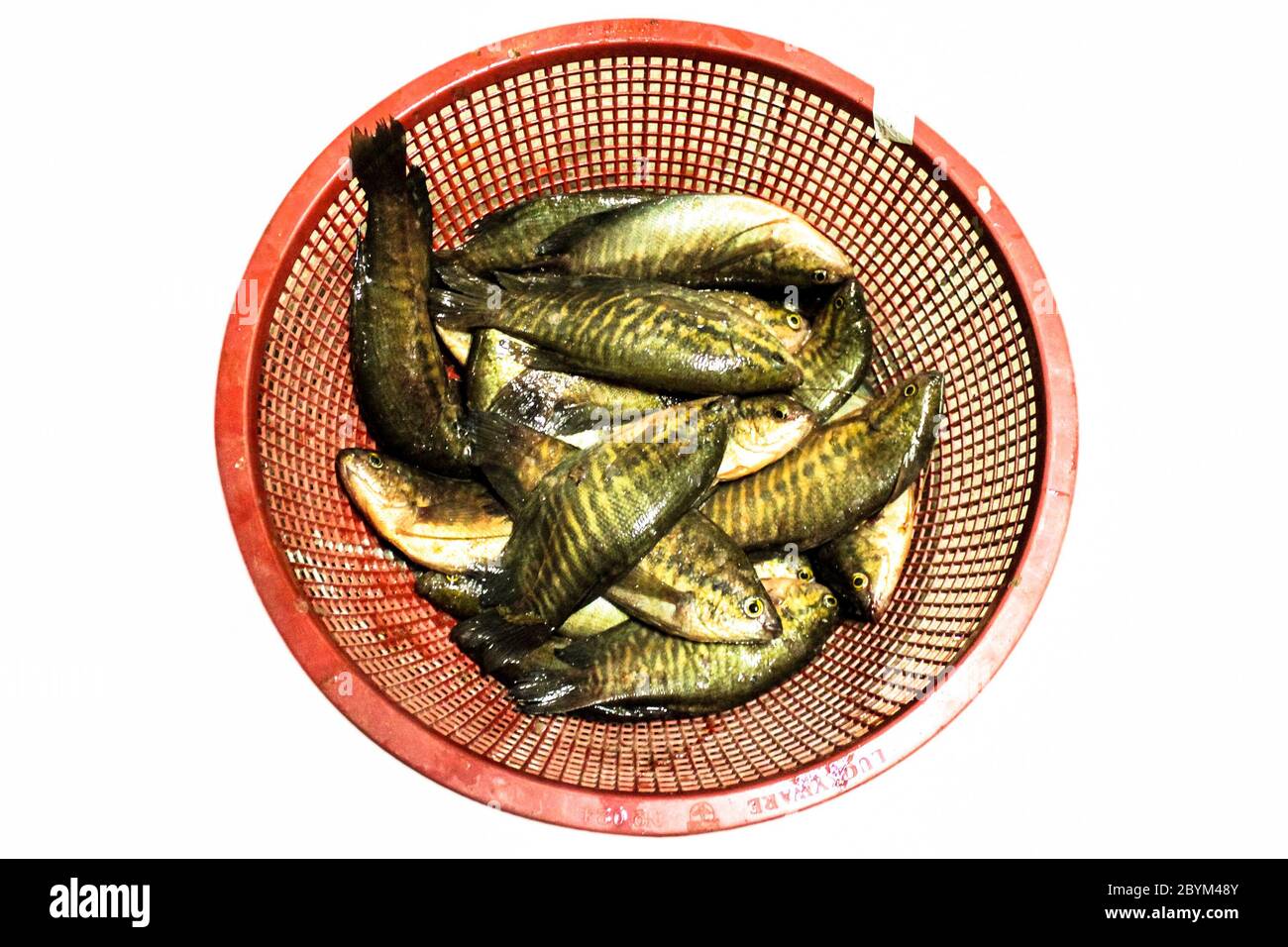 freshwater fish from nature in the countryside market of asia Stock ...