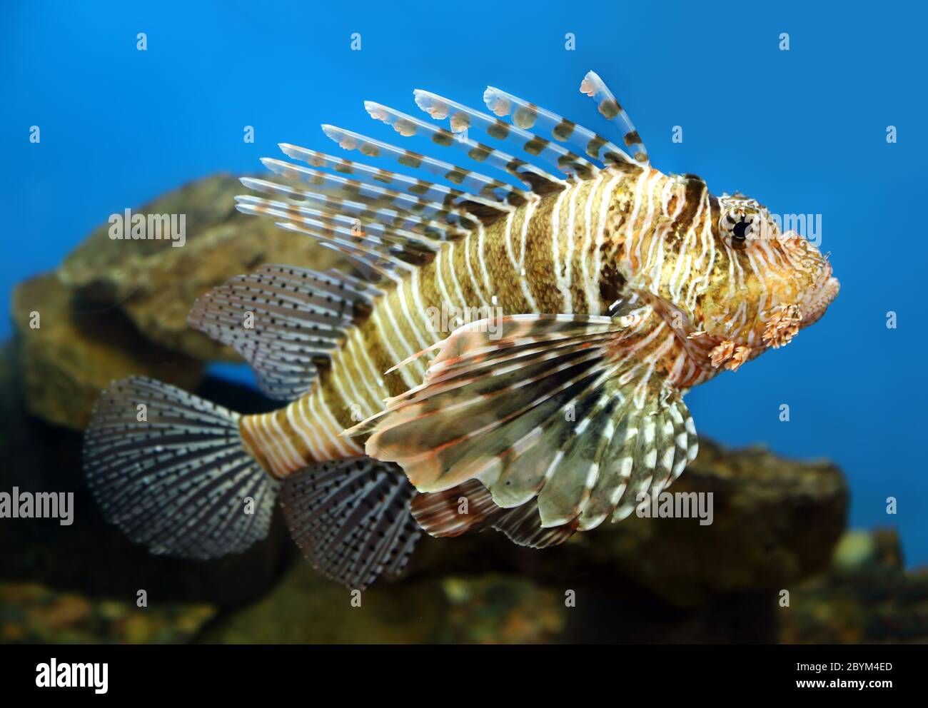 lionfish zebrafish underwater Stock Photo - Alamy