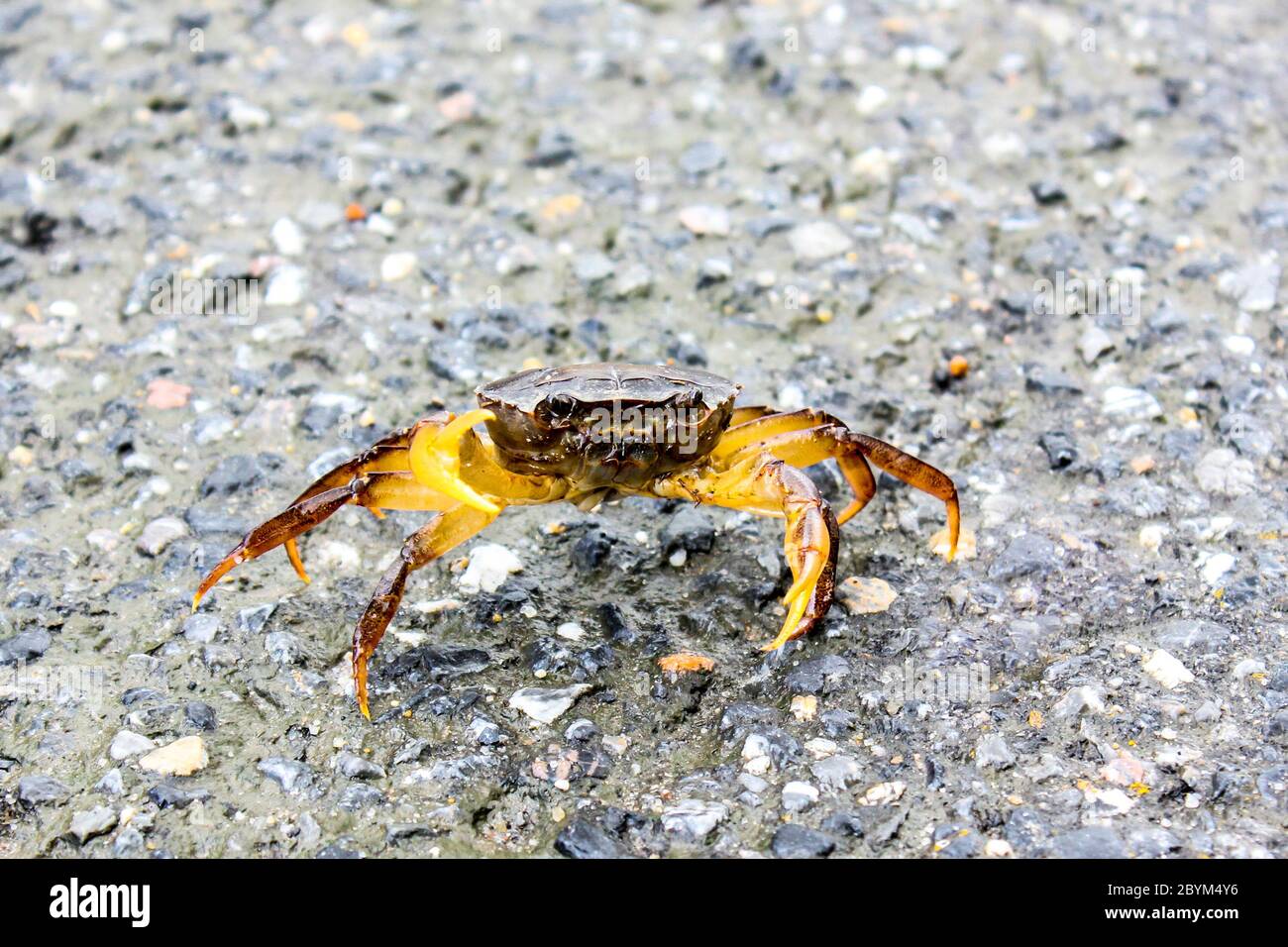 field crab walk on road in rainy Stock Photo - Alamy