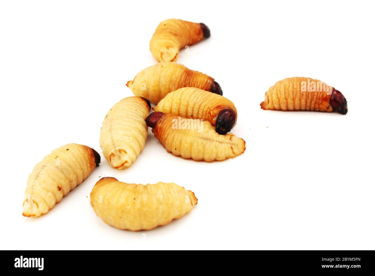 sago worm larvae insect asian food isolated white background Stock ...