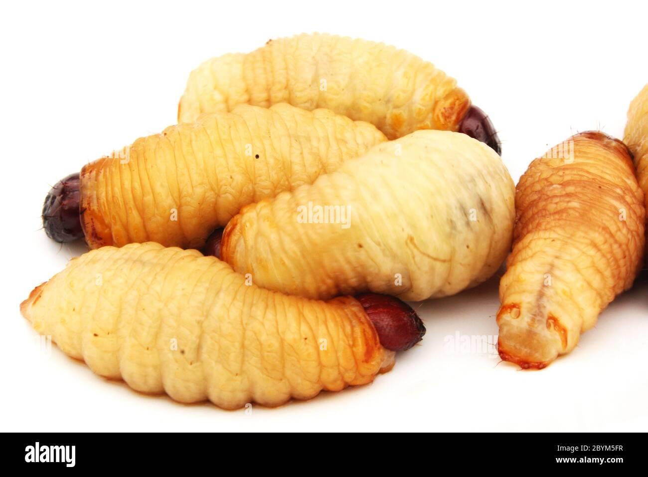 sago worm larvae insect asian food isolated white background Stock ...