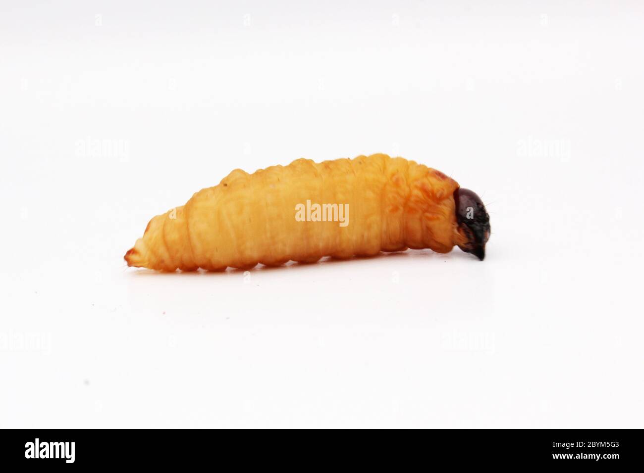 sago worm larvae insect asian food isolated white background Stock ...