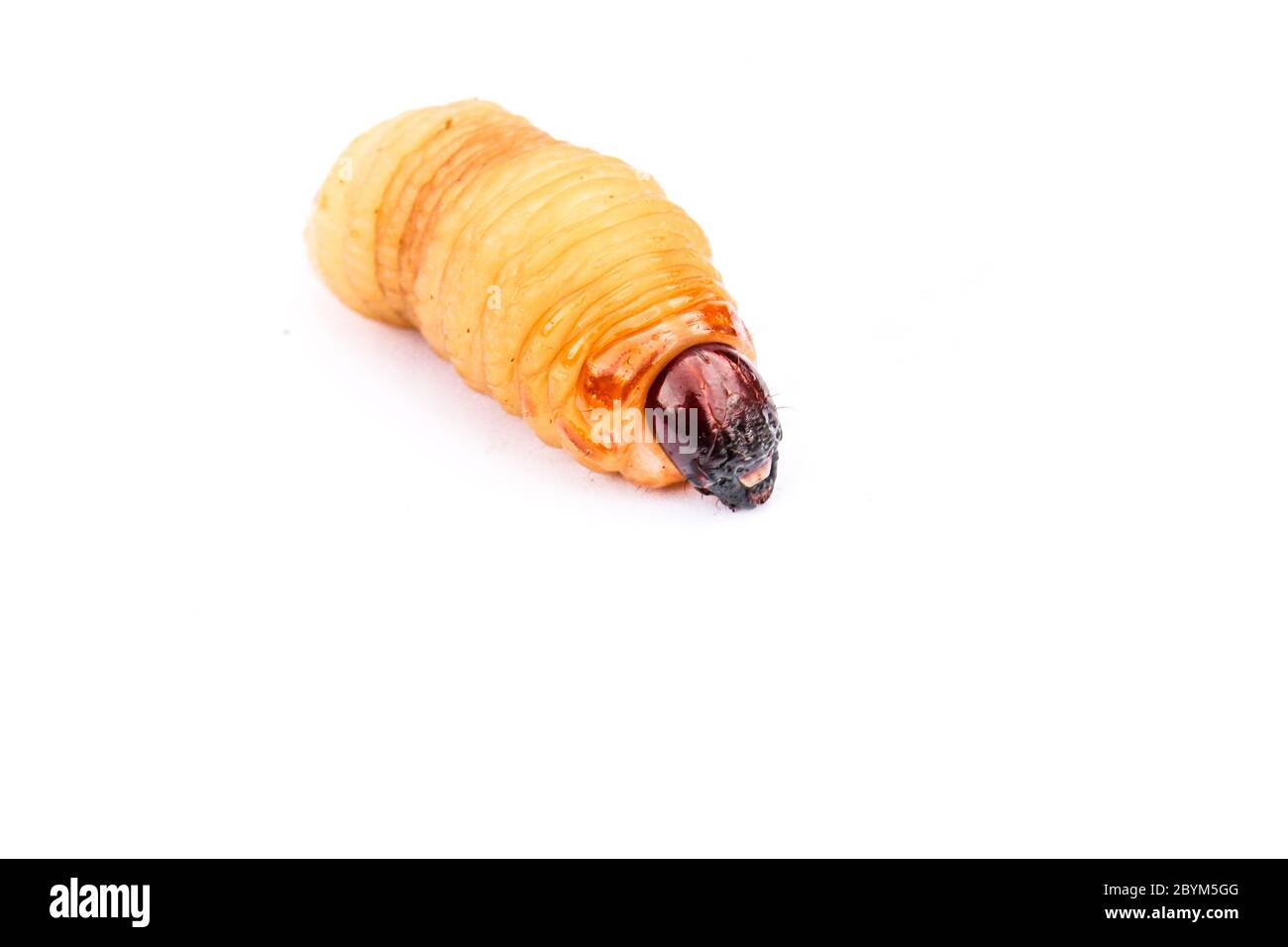 sago worm larvae insect asian food isolated white background Stock ...