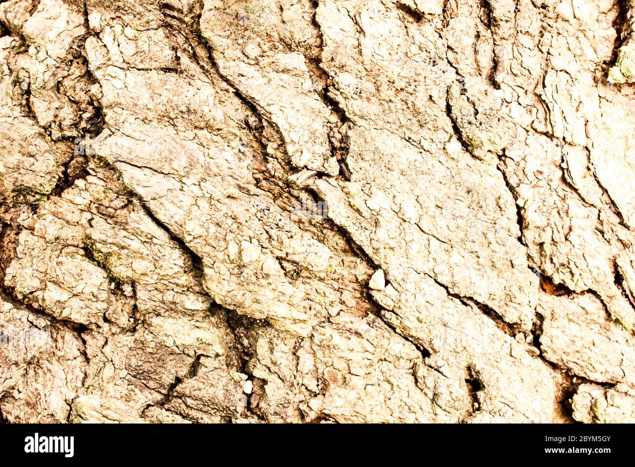 bark of rubber tree, wood seamless texture background Stock Photo - Alamy