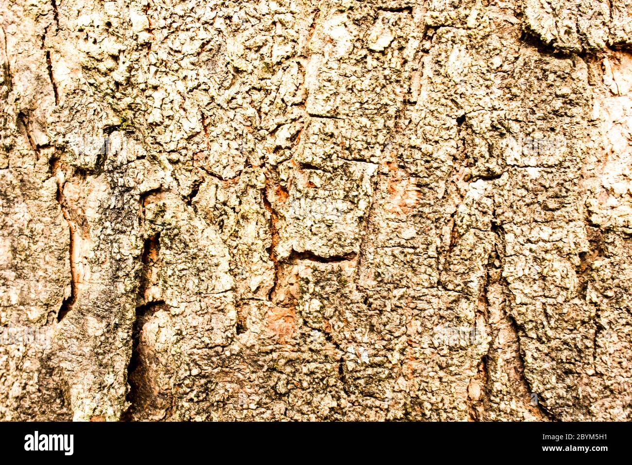 Rubber tree bark texture hi-res stock photography and images - Alamy