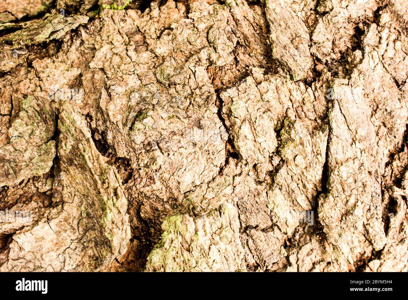 bark of rubber tree, wood seamless texture background Stock Photo - Alamy