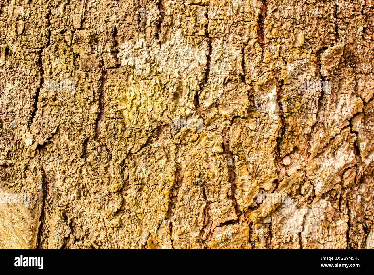 bark of rubber tree, wood seamless texture background Stock Photo - Alamy