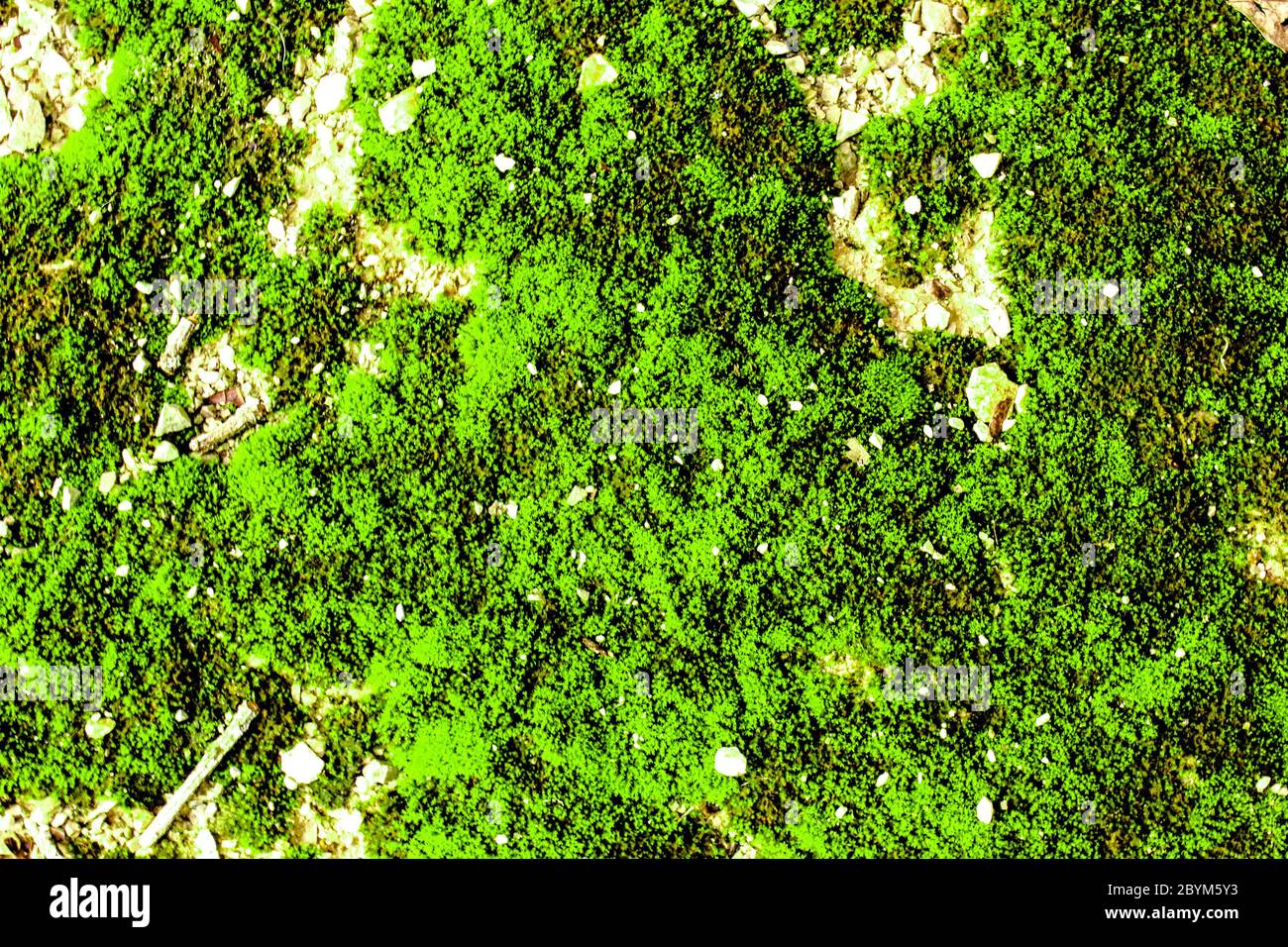 fresh green moss on soil earth at waterfall in deep forest Stock Photo ...