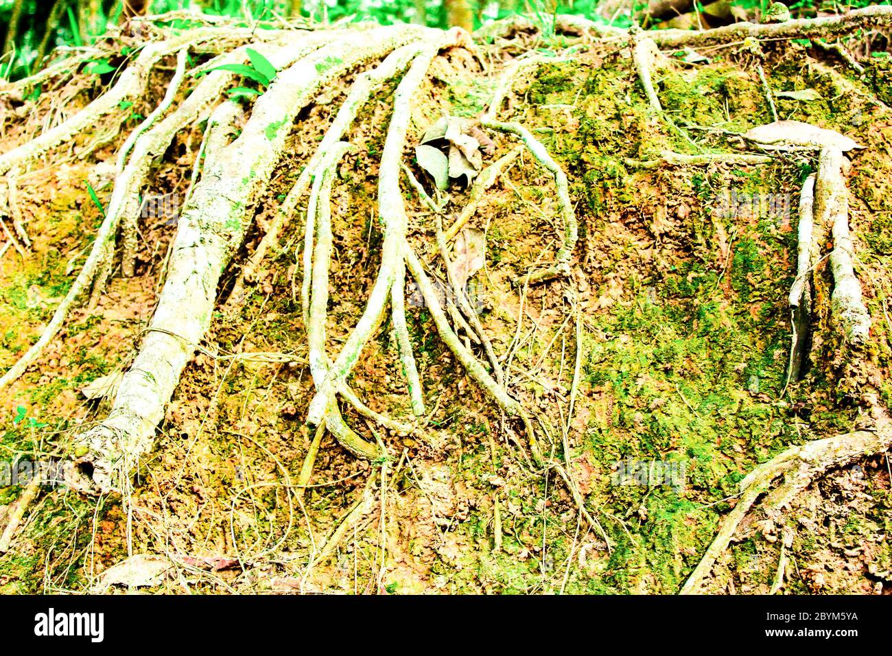 Whole Tree And Roots High Resolution Stock Photography and Images - Alamy