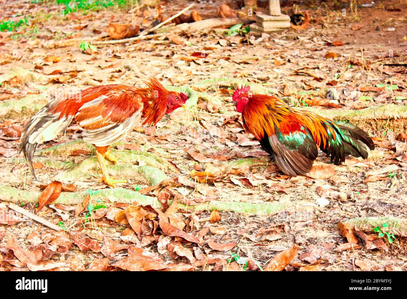 rooster with fighting cock on soil ground, culture thai fighting ...
