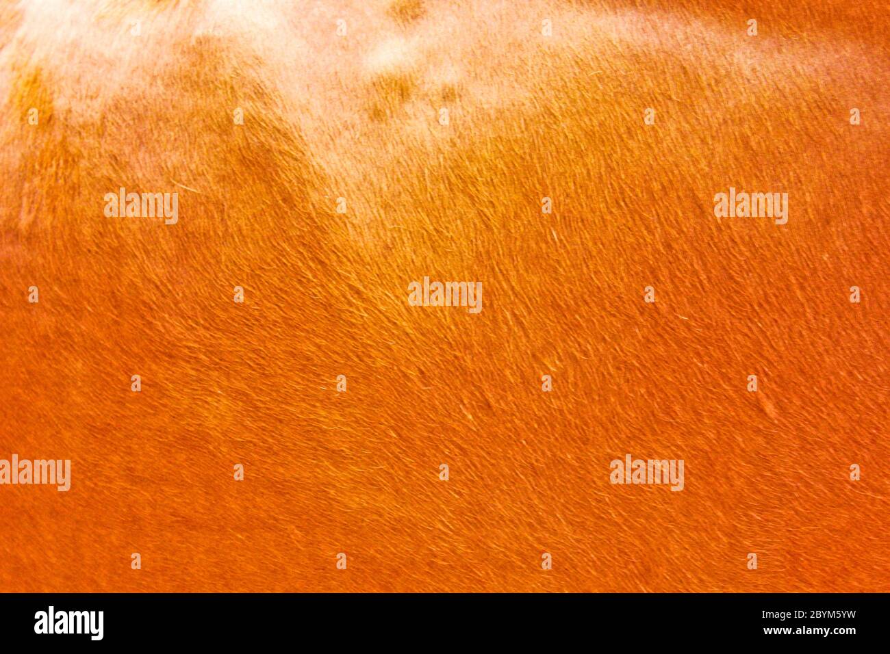brown cow skin texture pattern background, asia thai agriculture Stock ...