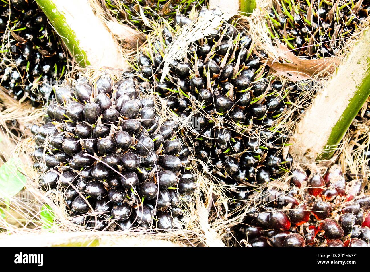 oil Palm tree and fruits branch in agriculture farm plantation Stock ...