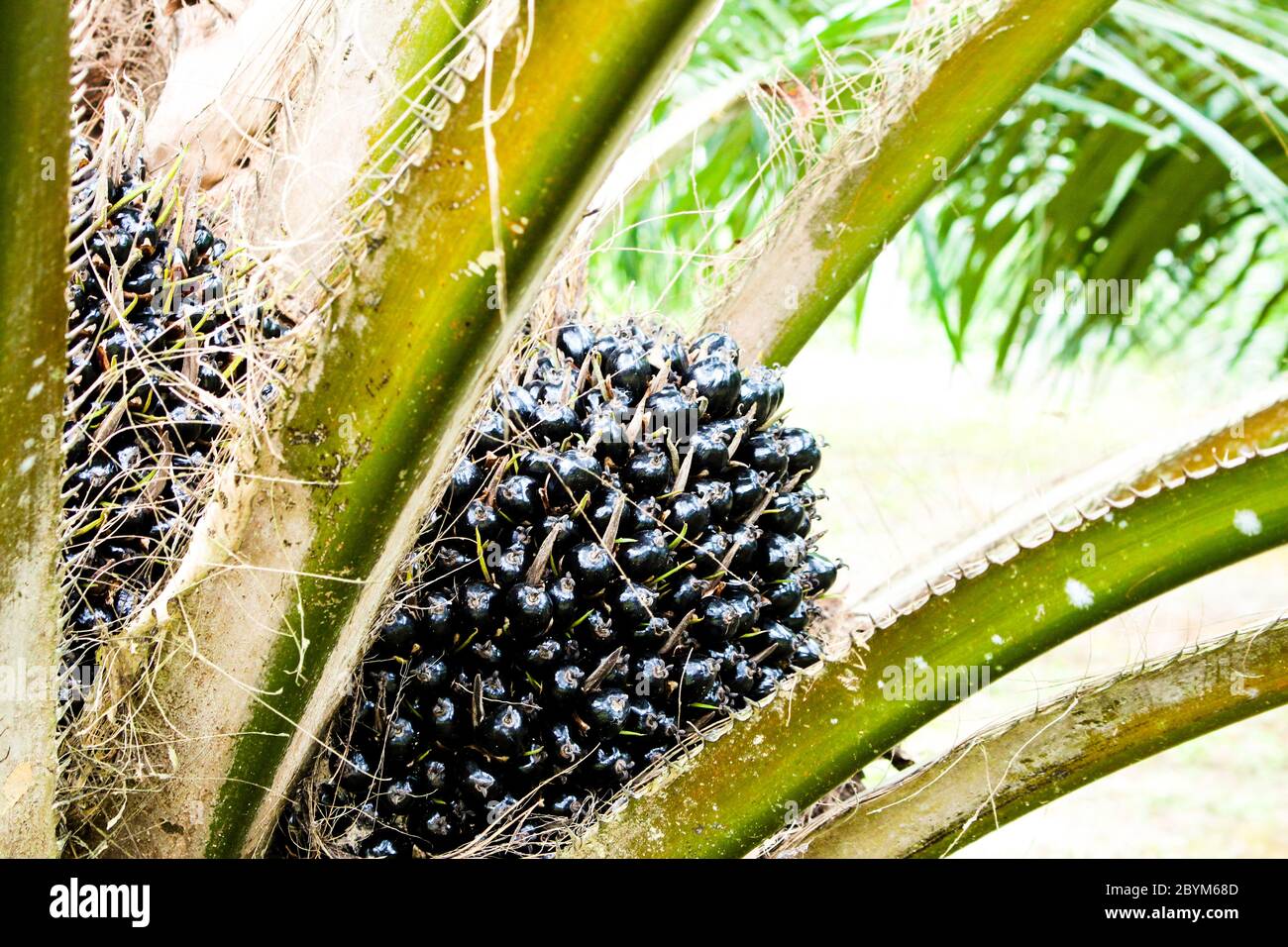 oil Palm tree and fruits branch in agriculture farm plantation Stock ...