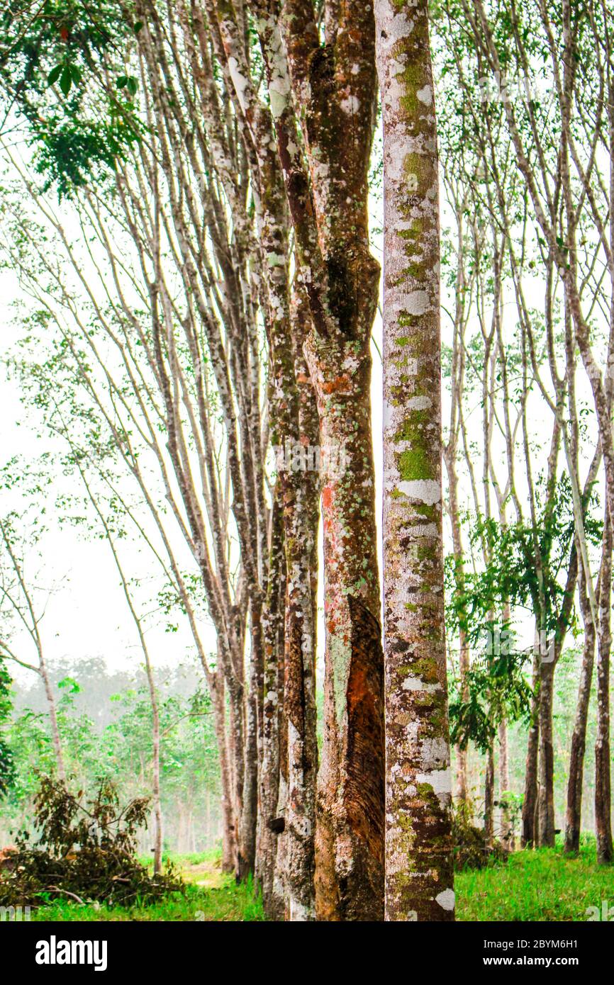 Rubber tree in row hi-res stock photography and images - Alamy