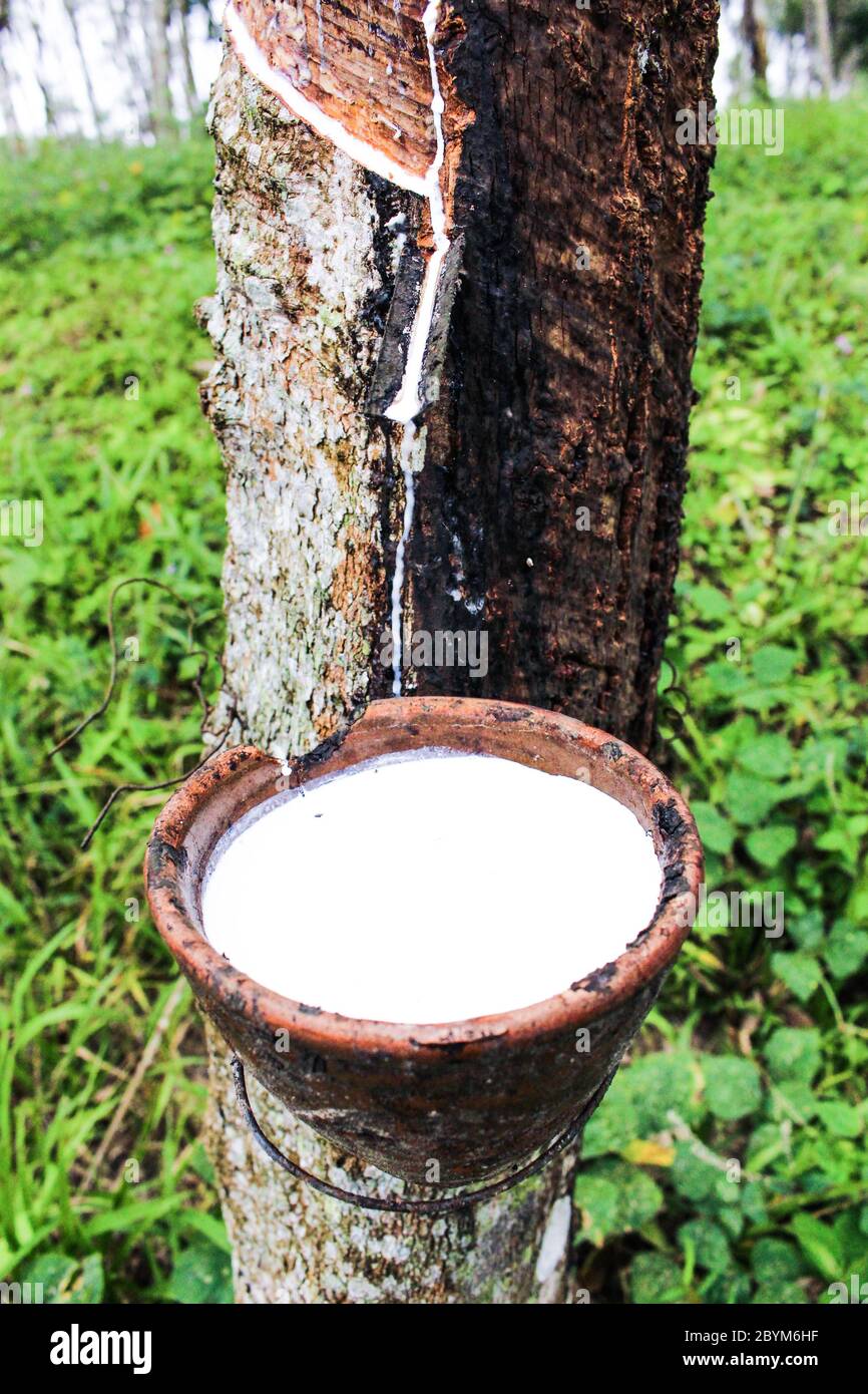 The milky latex extracted from the tree hi-res stock photography and ...