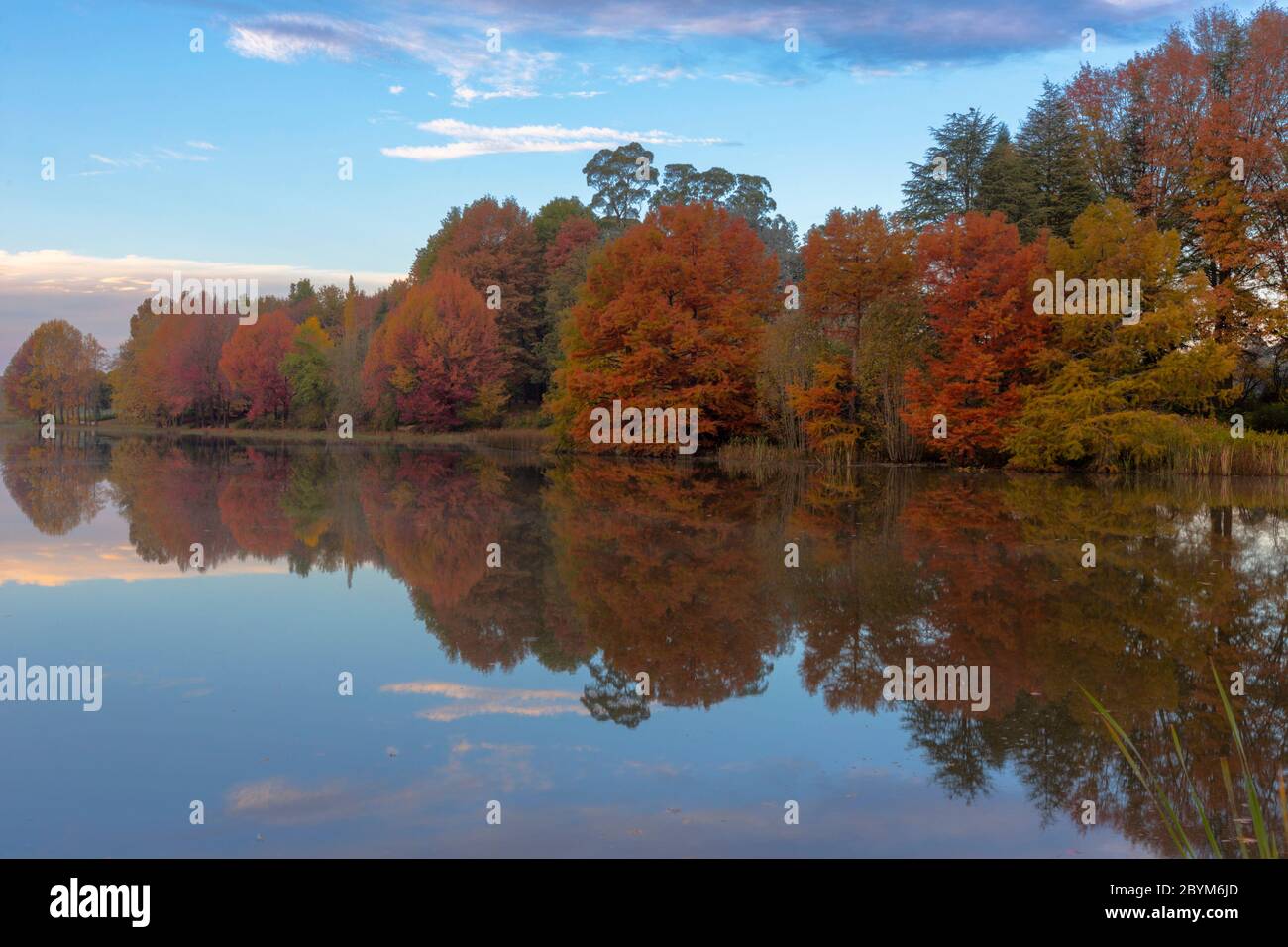 Autumn colored trees reflection on water Stock Photo - Alamy