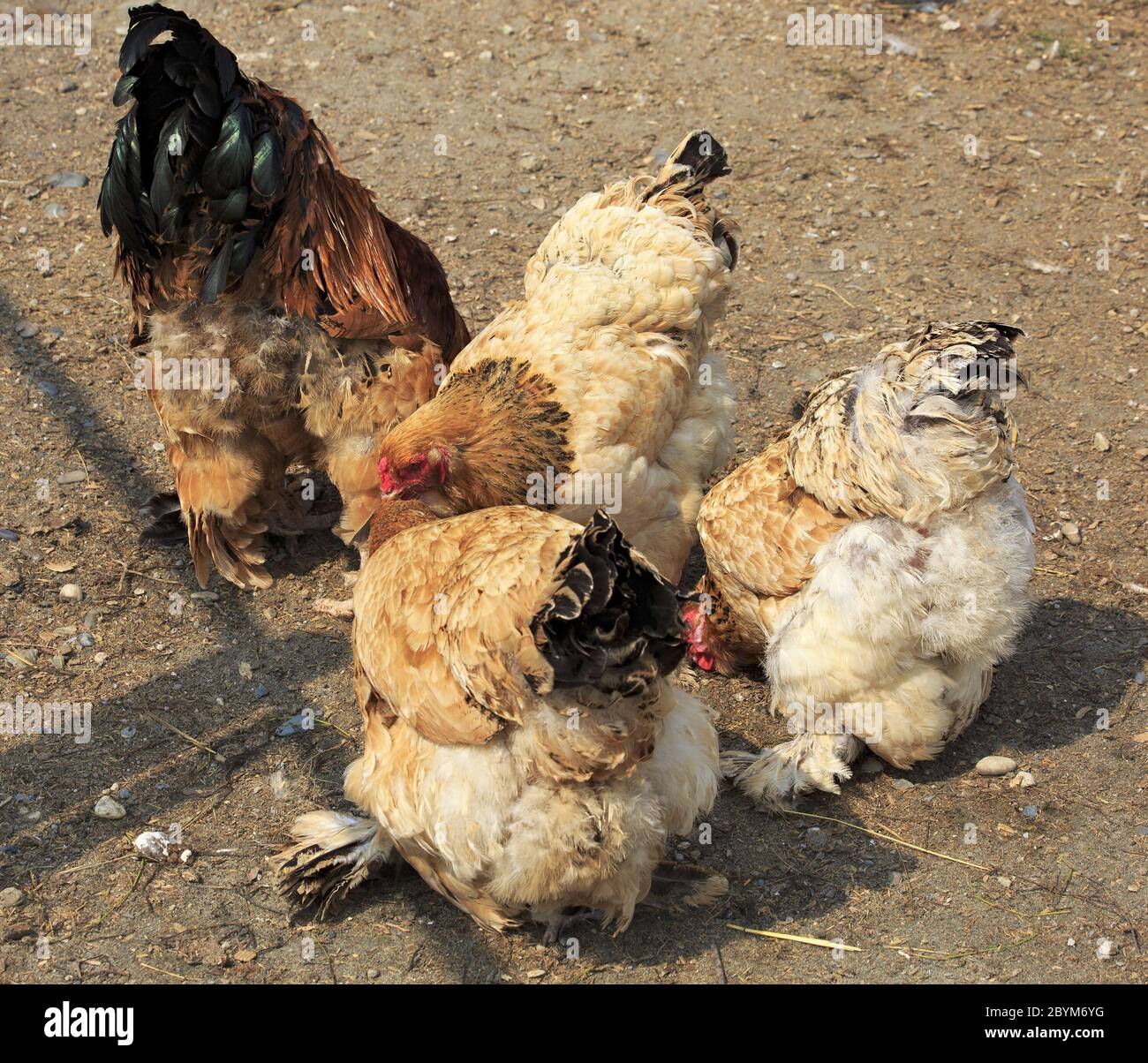 Cochin chicken hi-res stock photography and images - Alamy