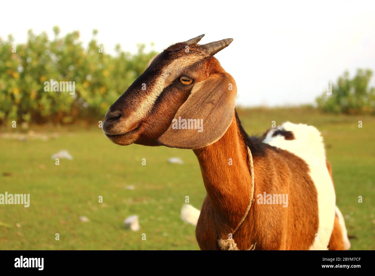 Young buck cheese hi-res stock photography and images - Alamy