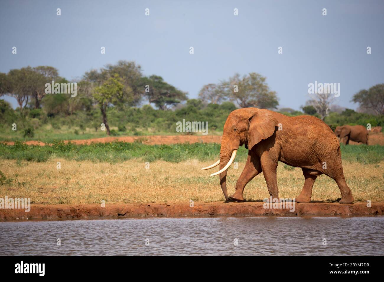One big red elephant is walking on the bank of a water hole Stock Photo ...