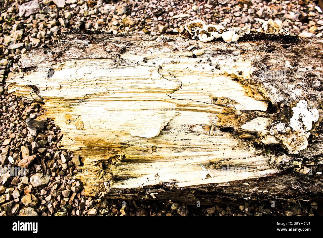 bark of tree and roots in forest texture background Stock Photo - Alamy