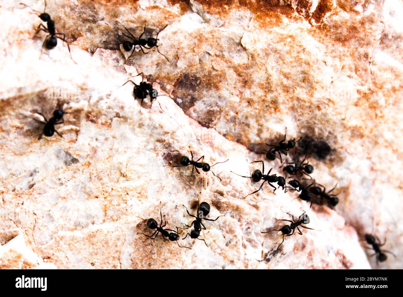 ants foraging on surface of the marble stone Stock Photo - Alamy
