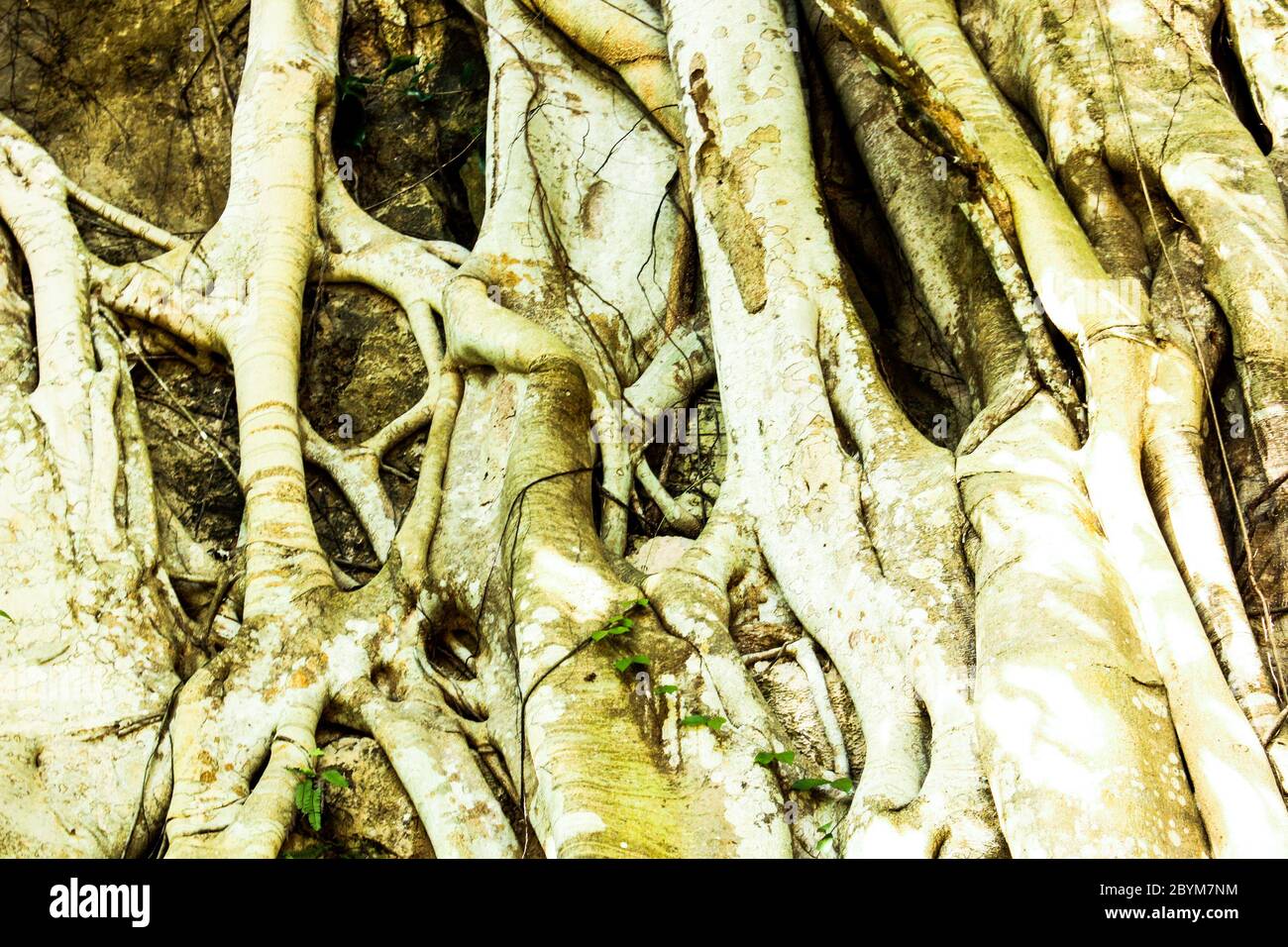bark of tree and roots in forest texture background Stock Photo - Alamy