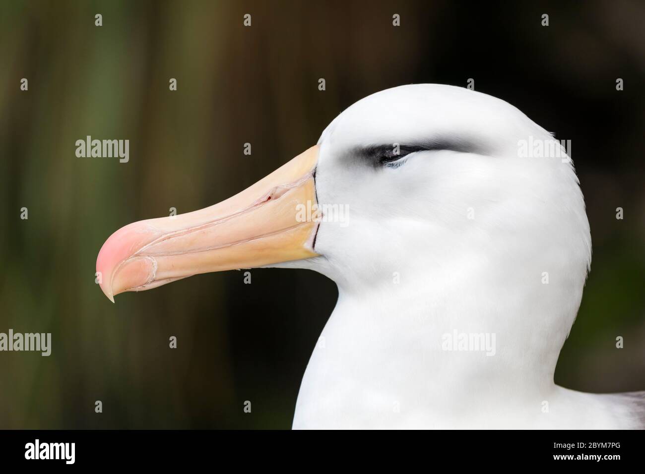 Black Browed Albatross; Thalassarche melanophris; Portrait; Eyes Closed ...