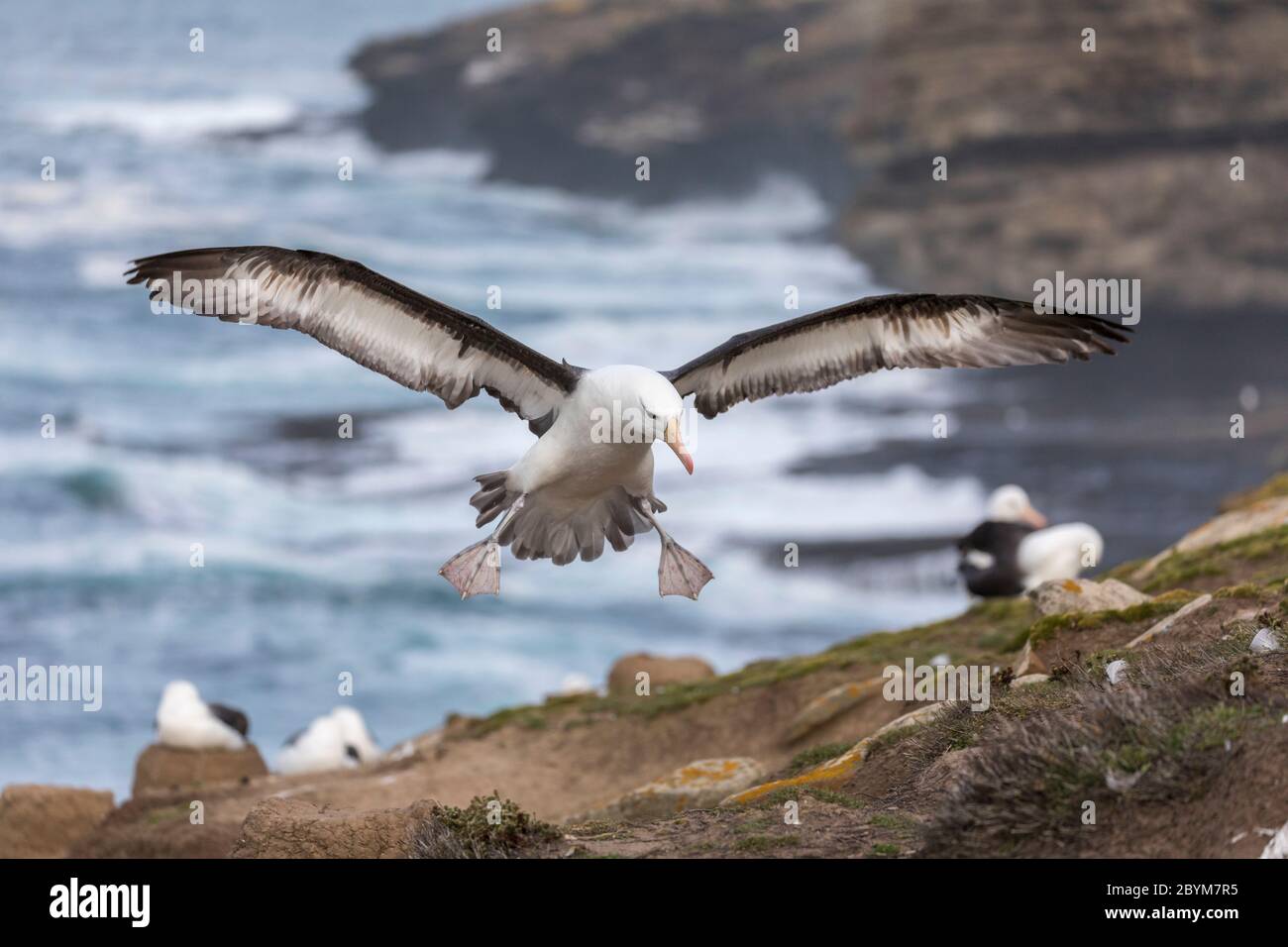 Black Browed Albatross; Thalassarche melanophris; Landing; Falkland ...