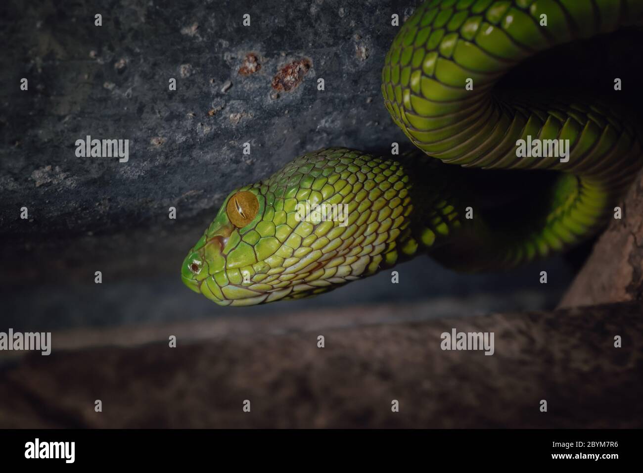 Red tailed pitviper hi-res stock photography and images - Alamy