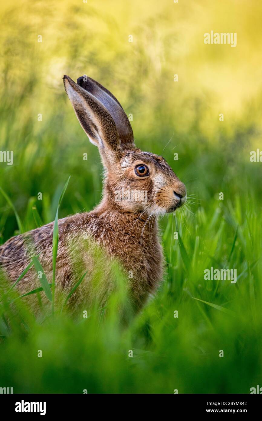 Hare face hi-res stock photography and images - Alamy