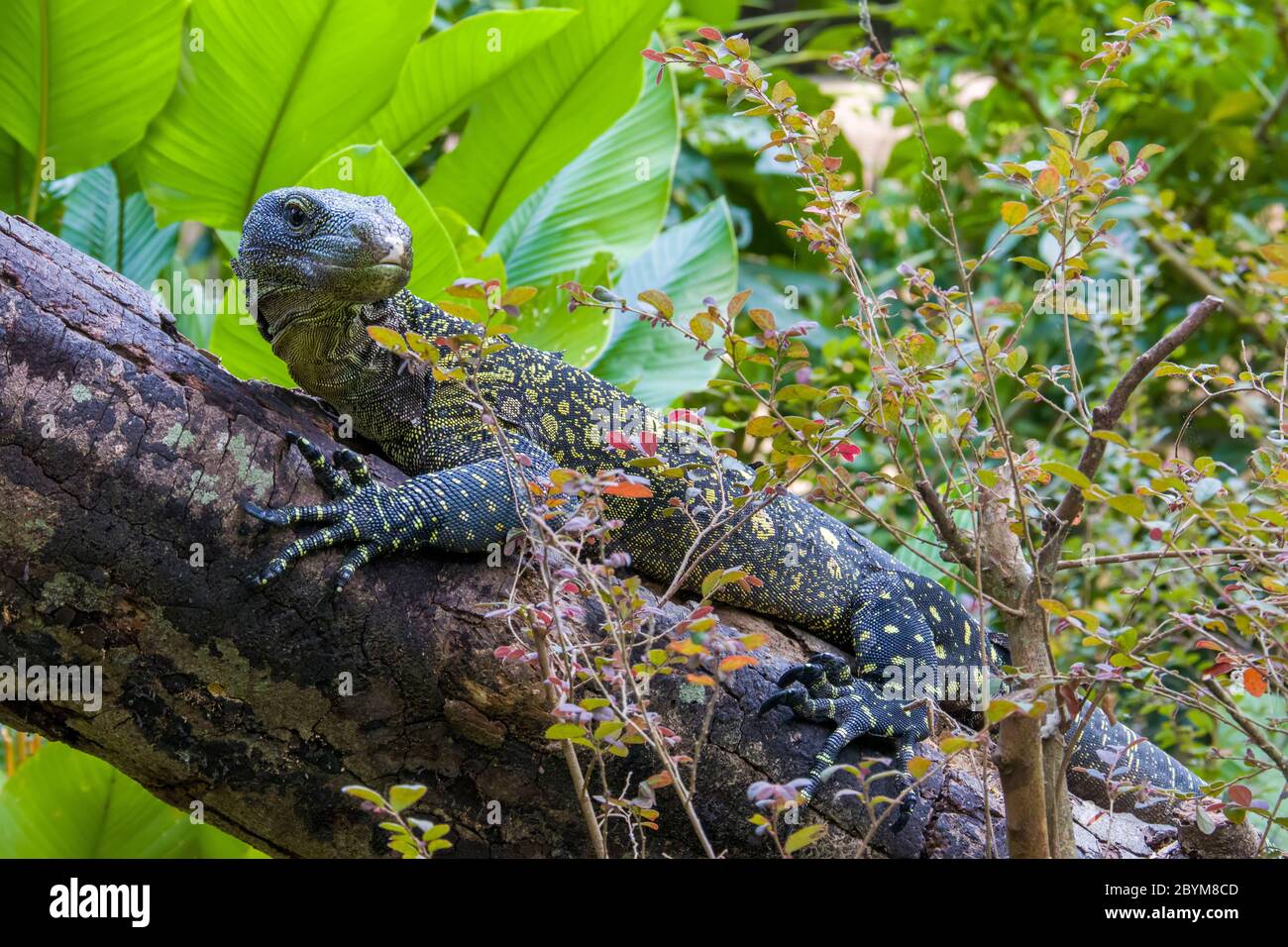 Salvadori's monitor is one of the longest lizards in the world It is an ...
