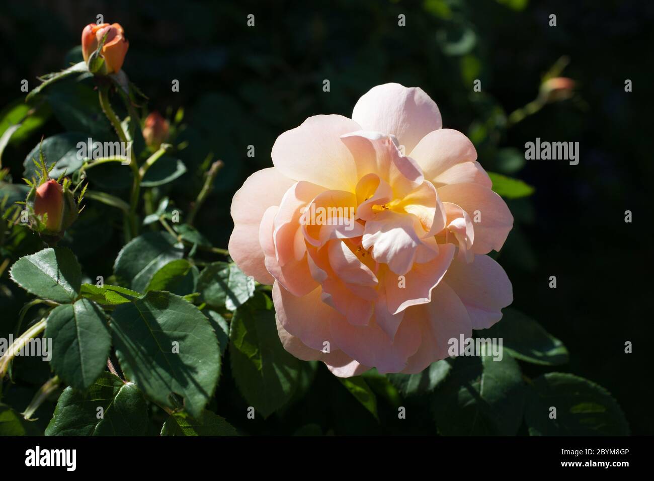 A sunlit peach garden rose in an English country garden Stock Photo - Alamy