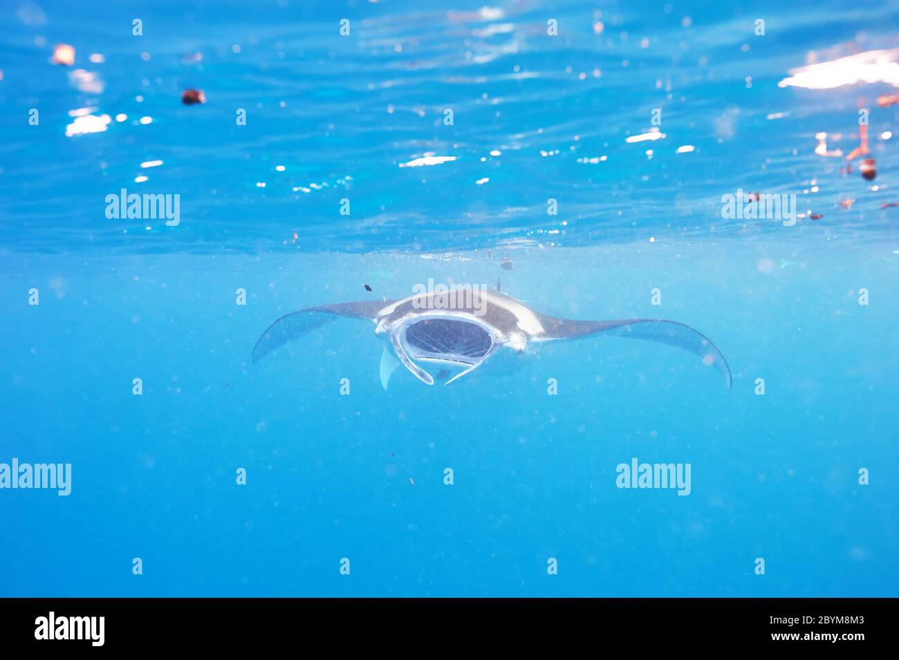 Large ocean manta ray floating hi-res stock photography and images - Alamy