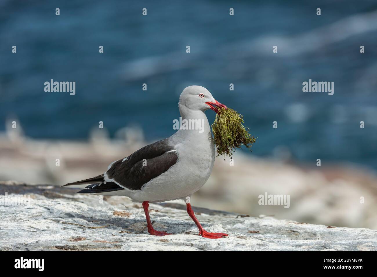 Dolphin Gull; Leucophaeus scoresbii; With Nesting Material; Falklands ...