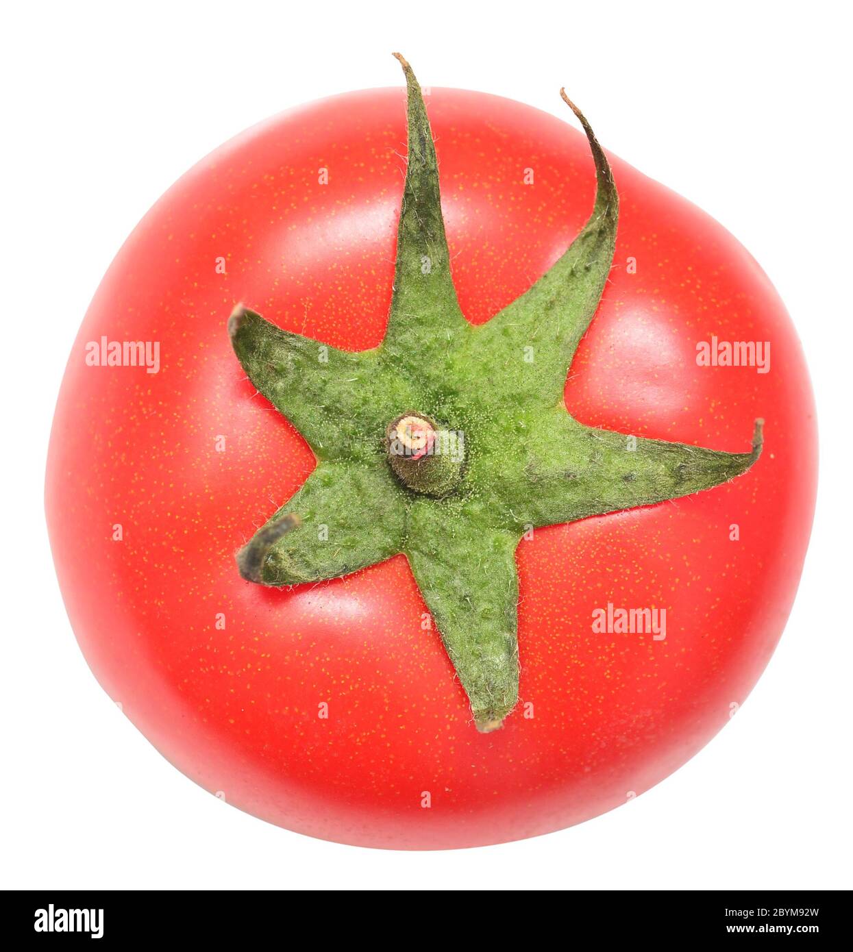 Tomato sa hi-res stock photography and images - Alamy