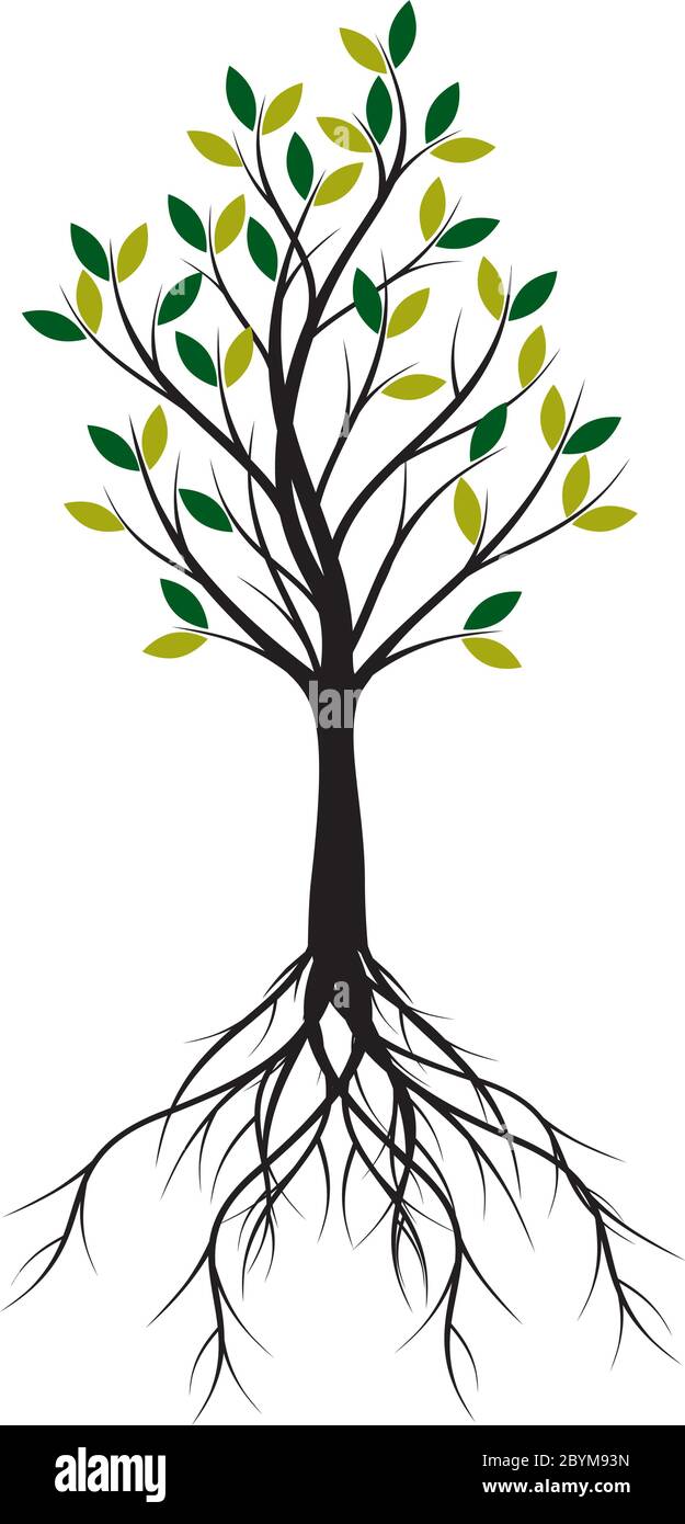 Green Spring Tree with Roots. Vector outline Illustration. Plant in ...