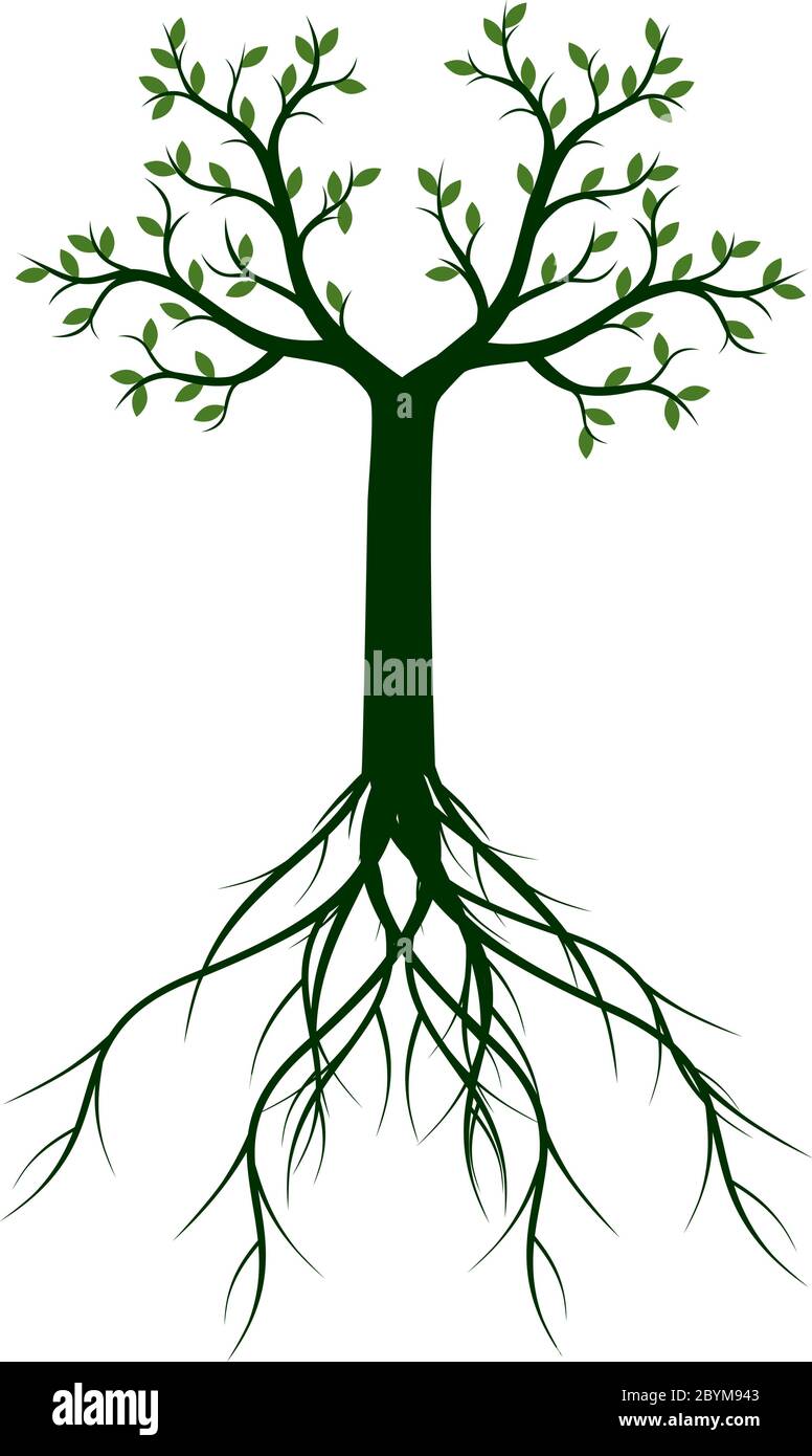 Green Spring Tree with Roots. Vector outline Illustration. Plant in ...