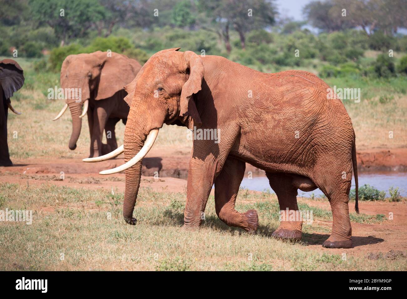 The family of red elephants at a water hole in the middle of the ...