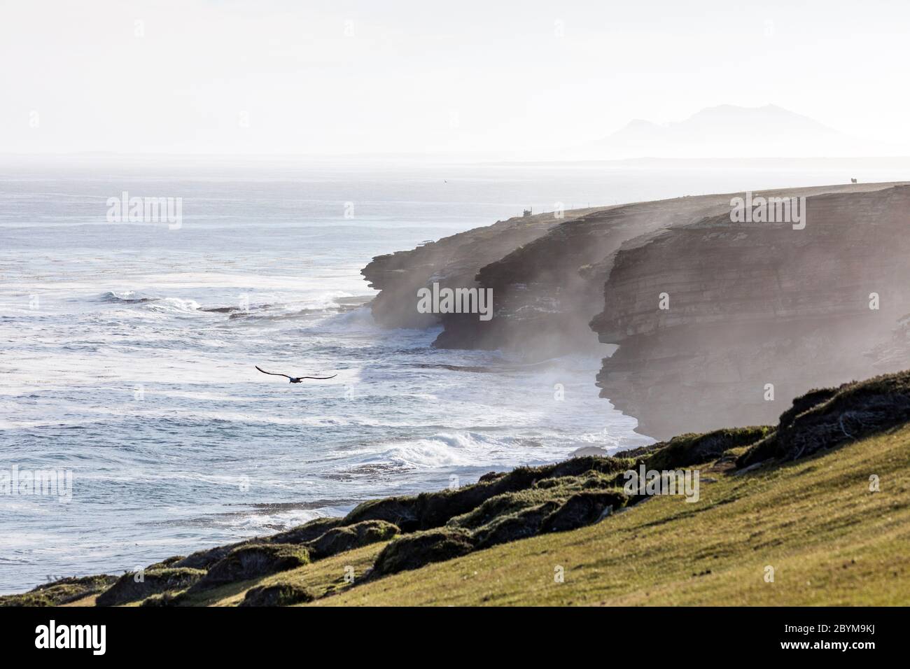 Saunders Island; Cliffs; Falklands Stock Photo - Alamy