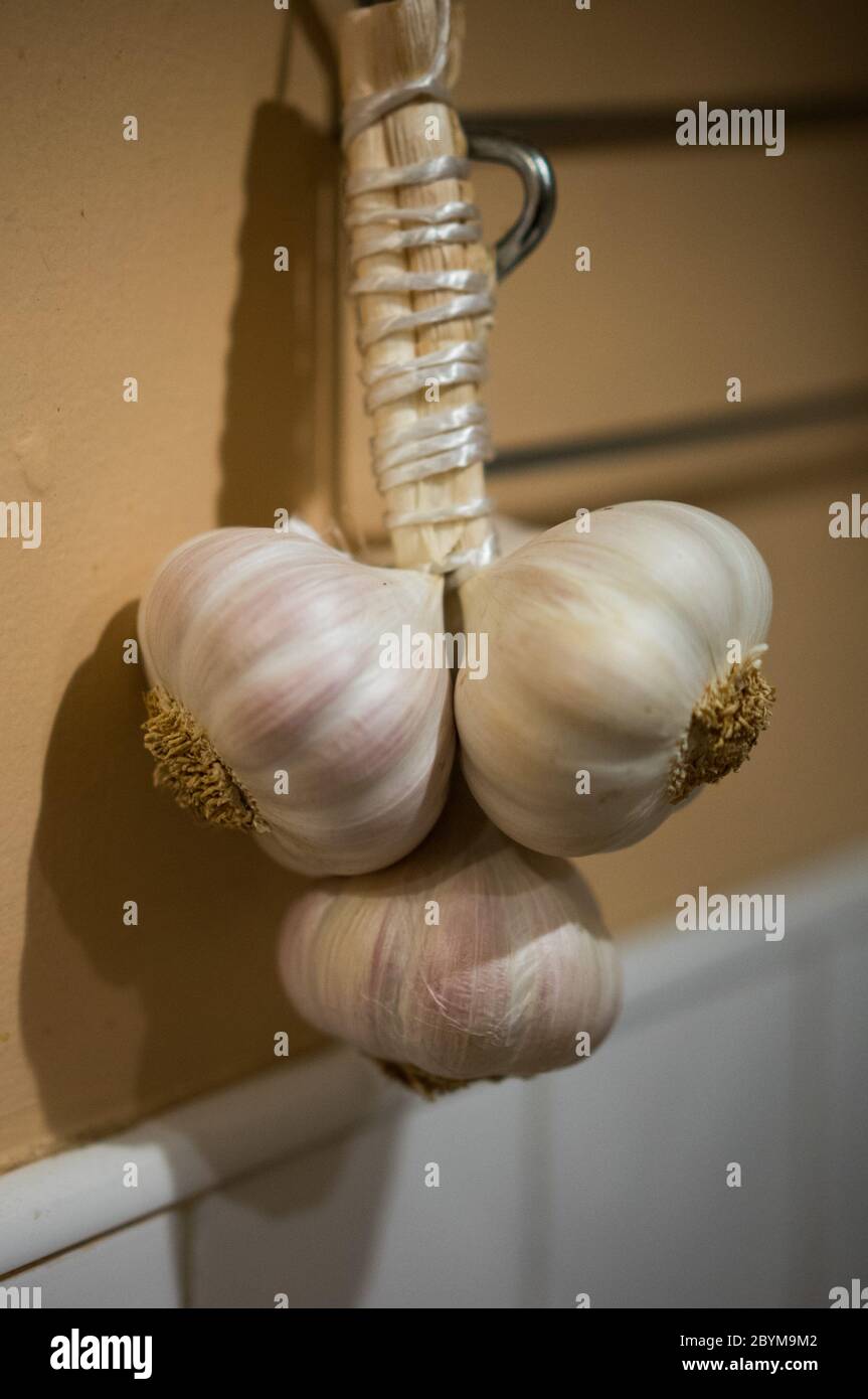 Hanging garlic cloves hi-res stock photography and images - Alamy