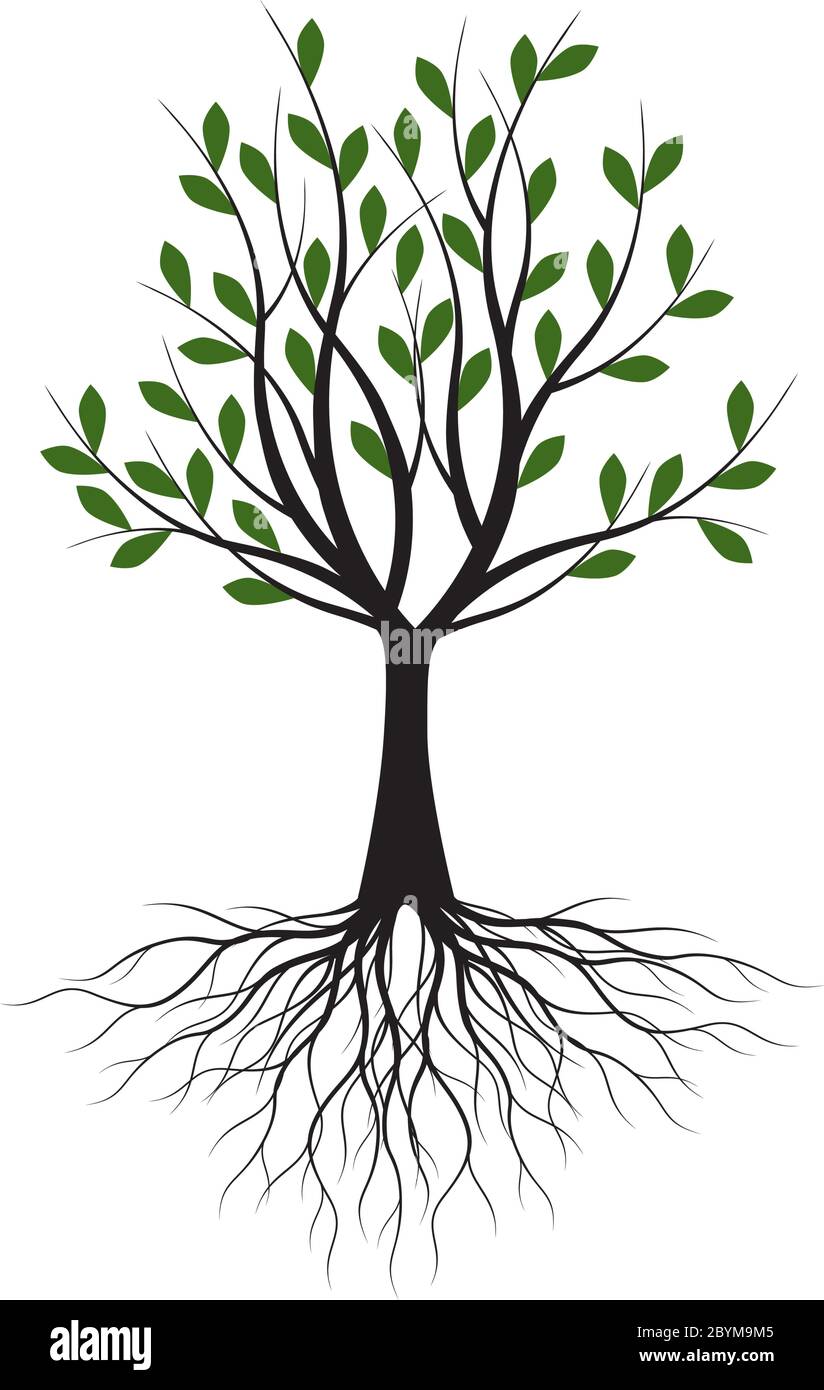 Green Spring Tree with Roots. Vector outline Illustration. Plant in ...