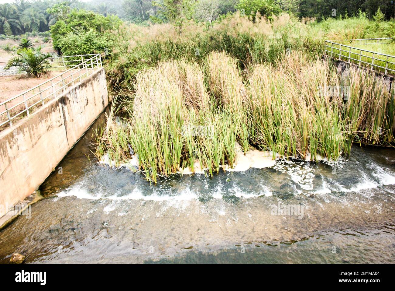 Thai papyrus (Typha angustifolia) water flow bulkhead Stock Photo - Alamy