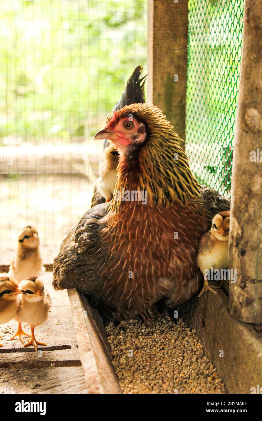 closeup of a mother hen and protecting baby chicks Stock Photo - Alamy
